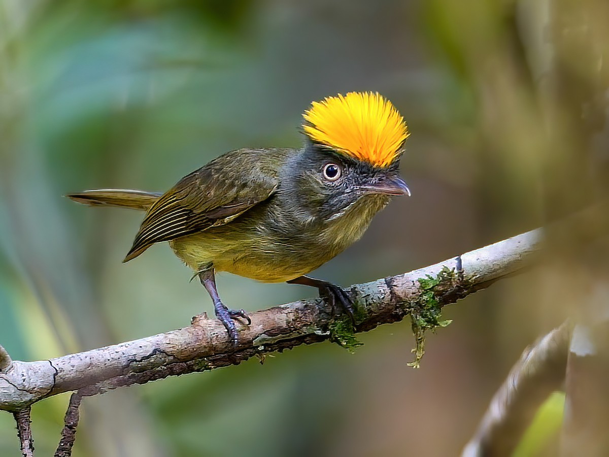 Saffron-crested Tyrant-Manakin - Neopelma chrysocephalum - Birds of the ...