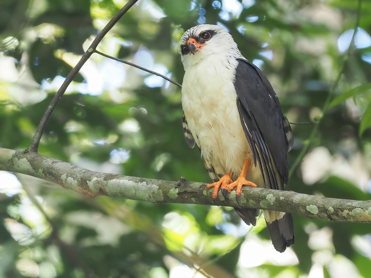 Black-faced Hawk - Leucopternis melanops - Birds of the World