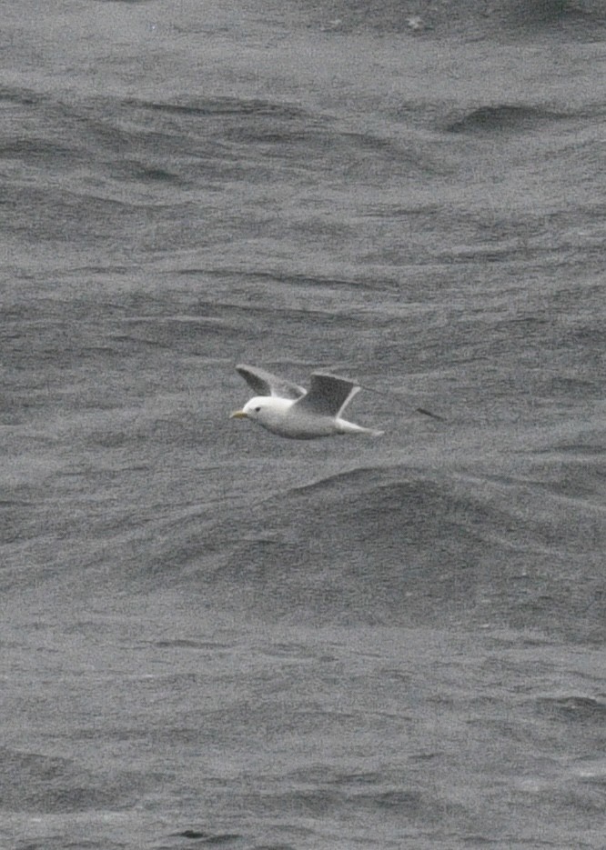 eBird Checklist - 23 Jun 2023 - Holyhead to Dublin Ferry (Welsh Waters ...