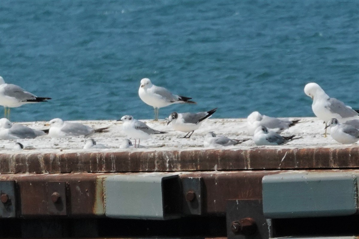 eBird Checklist - 21 Jun 2023 - Whitby--Harbour - 13 species
