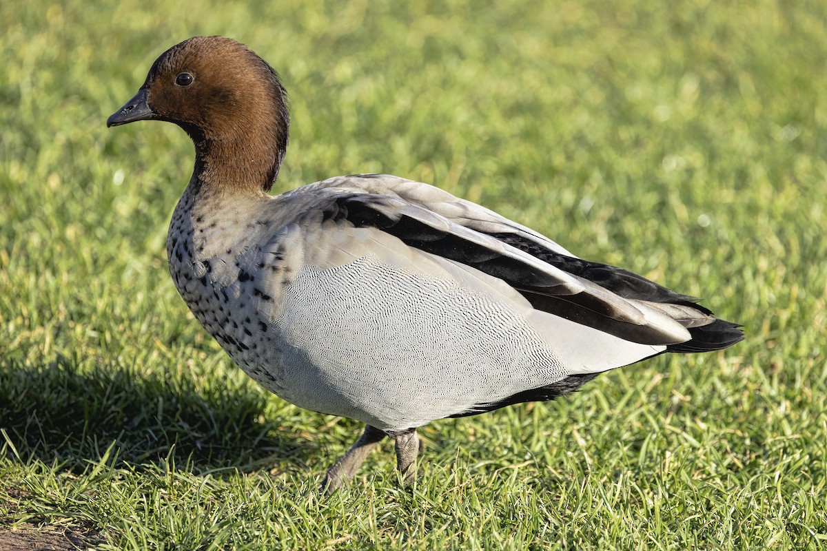 eBird Checklist - 2 Jun 2023 - Richmond - 13 species