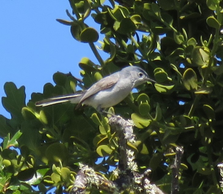 eBird Checklist - 23 Jun 2023 - Upper Table Rock Trail - 31 species