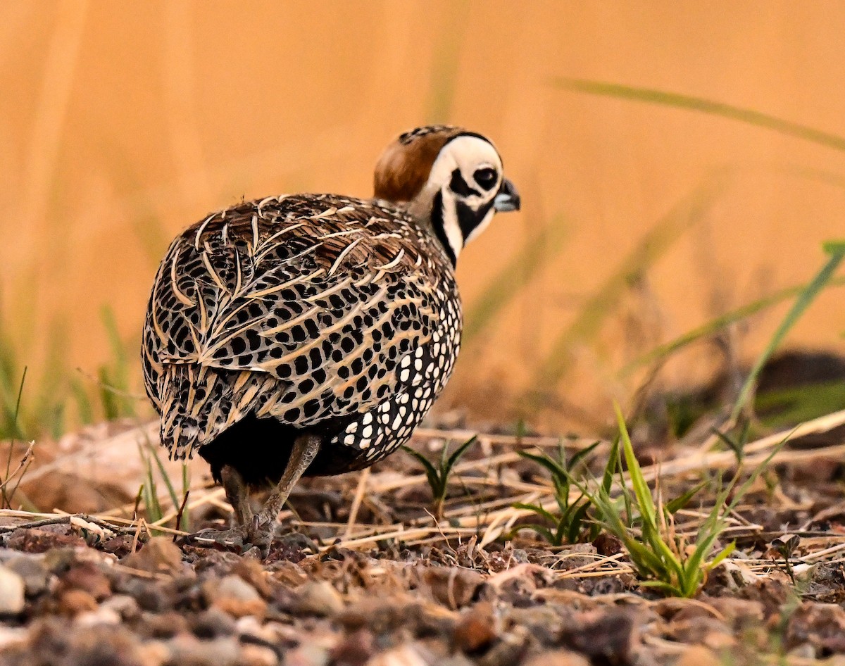 eBird Checklist - 15 Jun 2023 - Davis Mtns SP—Skyline Drive - 1 species