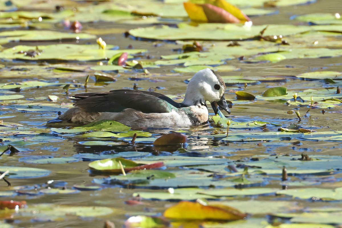 eBird Checklist - 24 Jun 2023 - Dowse Lagoon (Sandgate) - 46 species