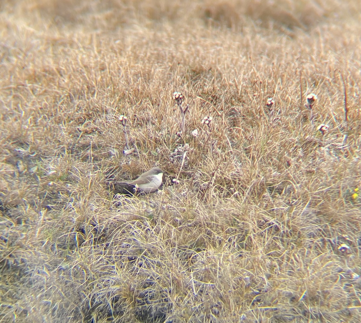 eBird Checklist - 23 Jun 2023 - Utqiaġvik--Gas Well Rd. - 5 species