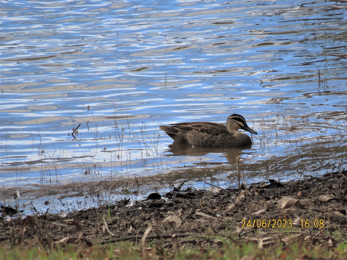 eBird Checklist - 24 Jun 2023 - 30 Black Gully Road, Tinaroo. Qld. - 12 ...