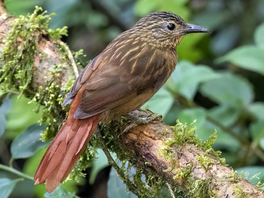 Black-billed Treehunter - eBird