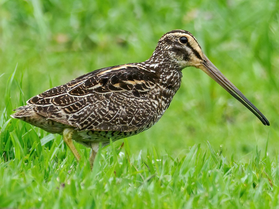 Giant Snipe - eBird