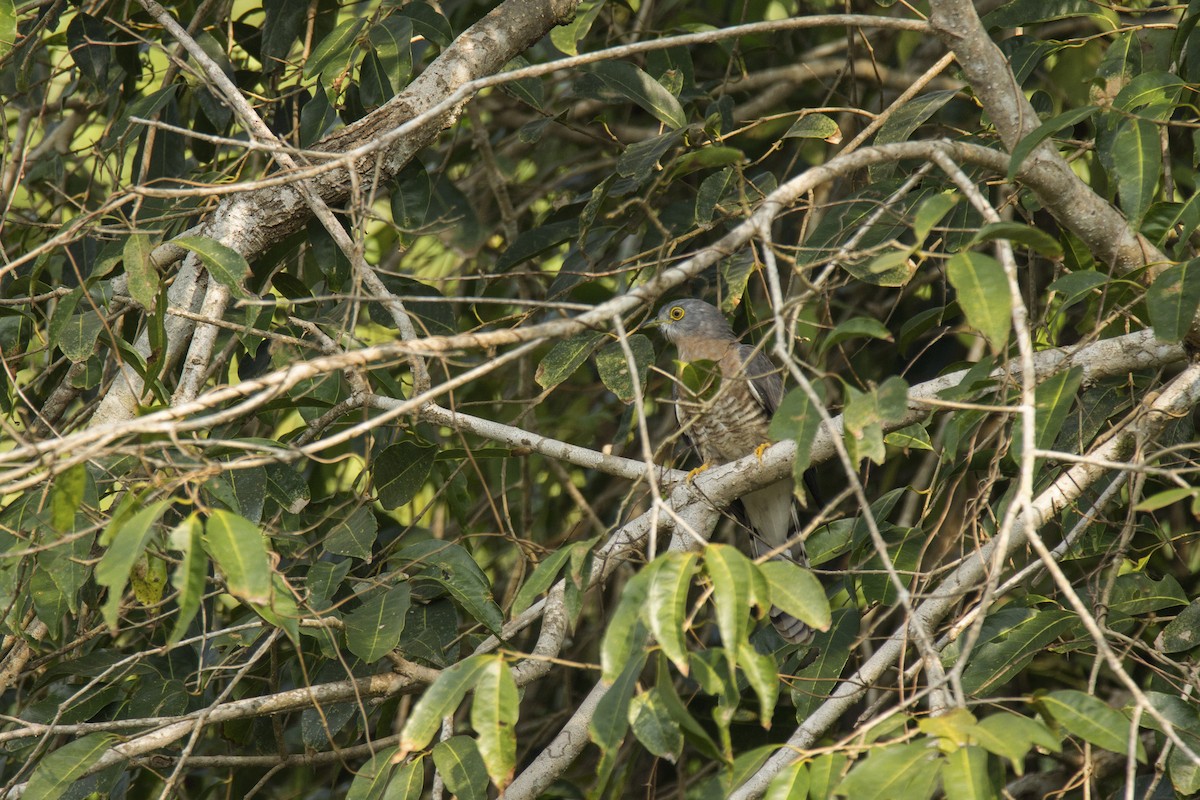 eBird Checklist - 29 Nov 2016 - Mangalore Institute of Technology and ...