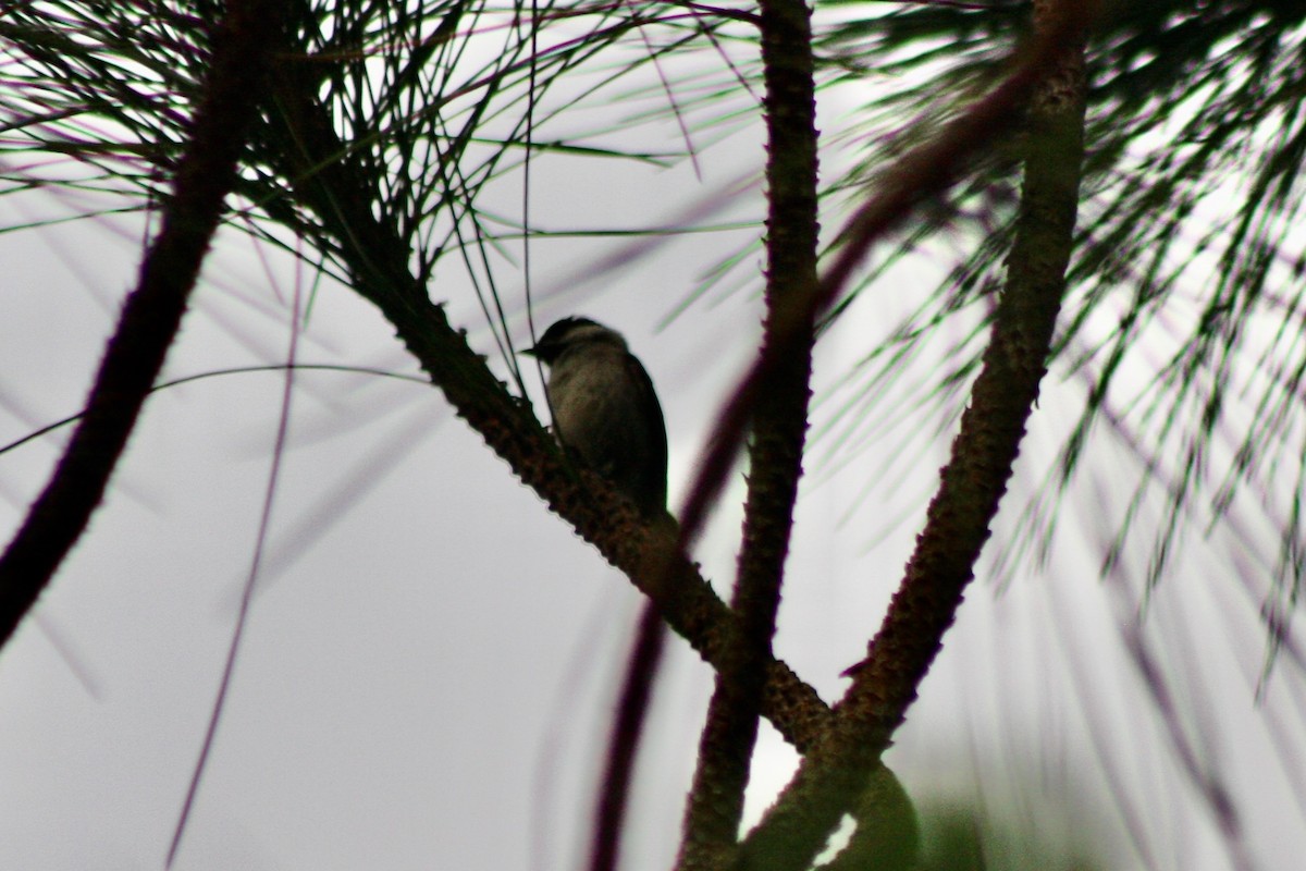 eBird Checklist - 24 Jun 2023 - BREV Scottsmoor Flatwoods - Chickadee ...