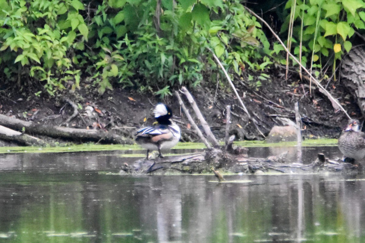 eBird Checklist - 20 Jun 2023 - John Heinz NWR--impoundment (Philadelphia Co.) - 61 species (+1 ...