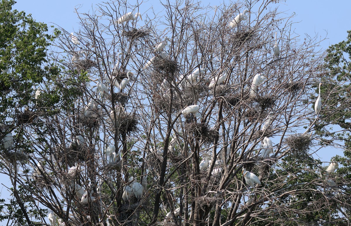 eBird Checklist - 24 Jun 2023 - O'Fallon Park - 14 species