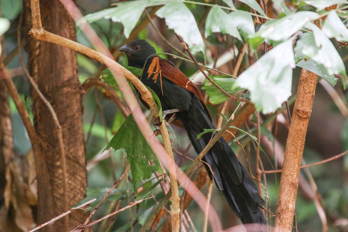 Philippine Coucal - Centropus viridis - Birds of the World
