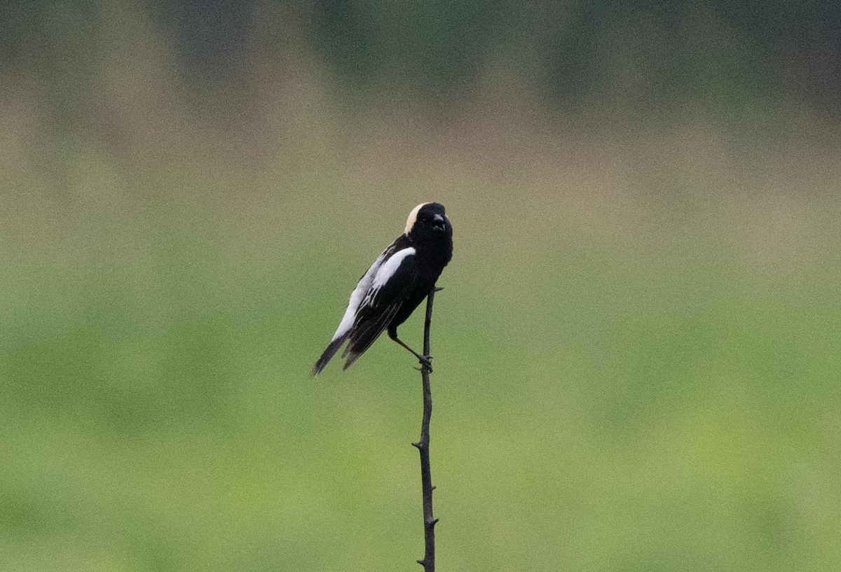 eBird Checklist - 16 Jun 2023 - Horicon NWR--Bud Cook Trails - 8 species