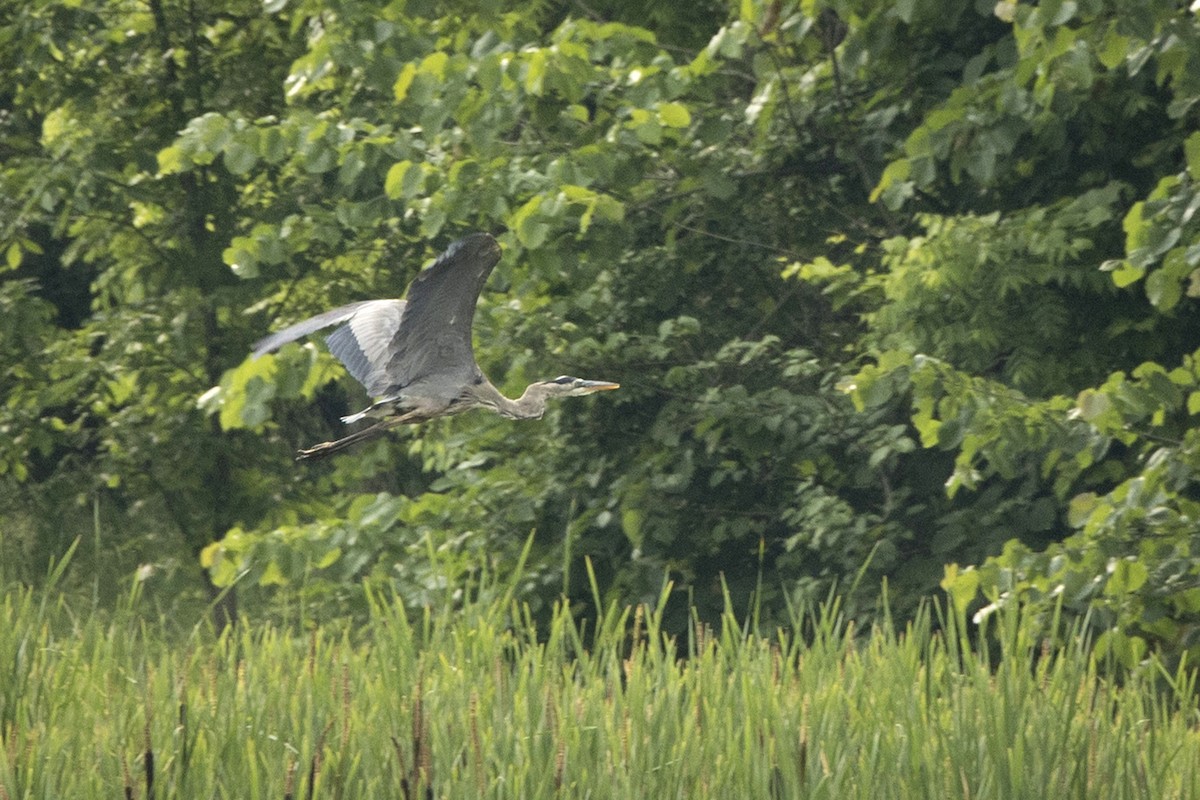 eBird Checklist - 25 Jun 2023 - Sharon Mills Co. Park--north - 44 species