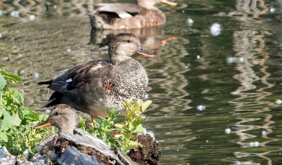 eBird Checklist - 25 Jun 2023 - Tommy Thompson Park - 55 species