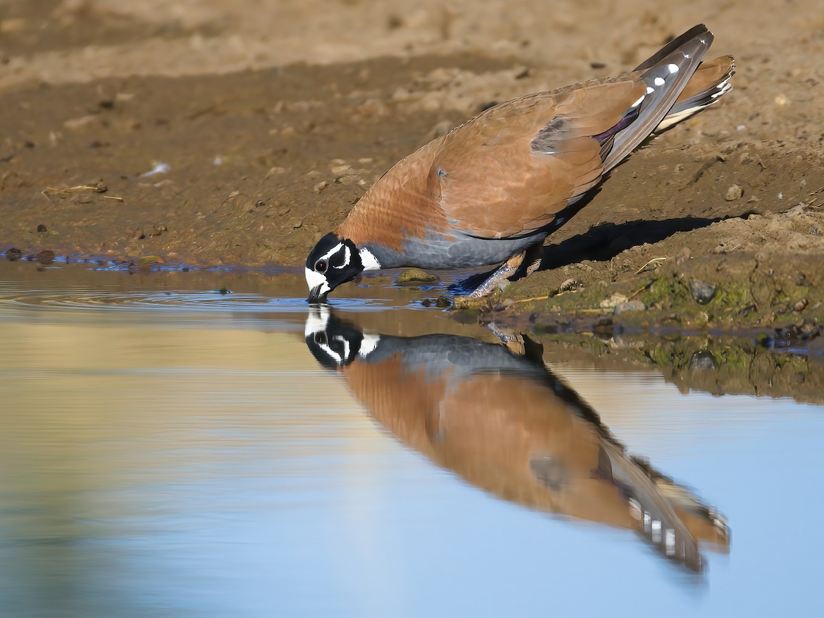 Flock Bronzewing - Phaps histrionica - Birds of the World