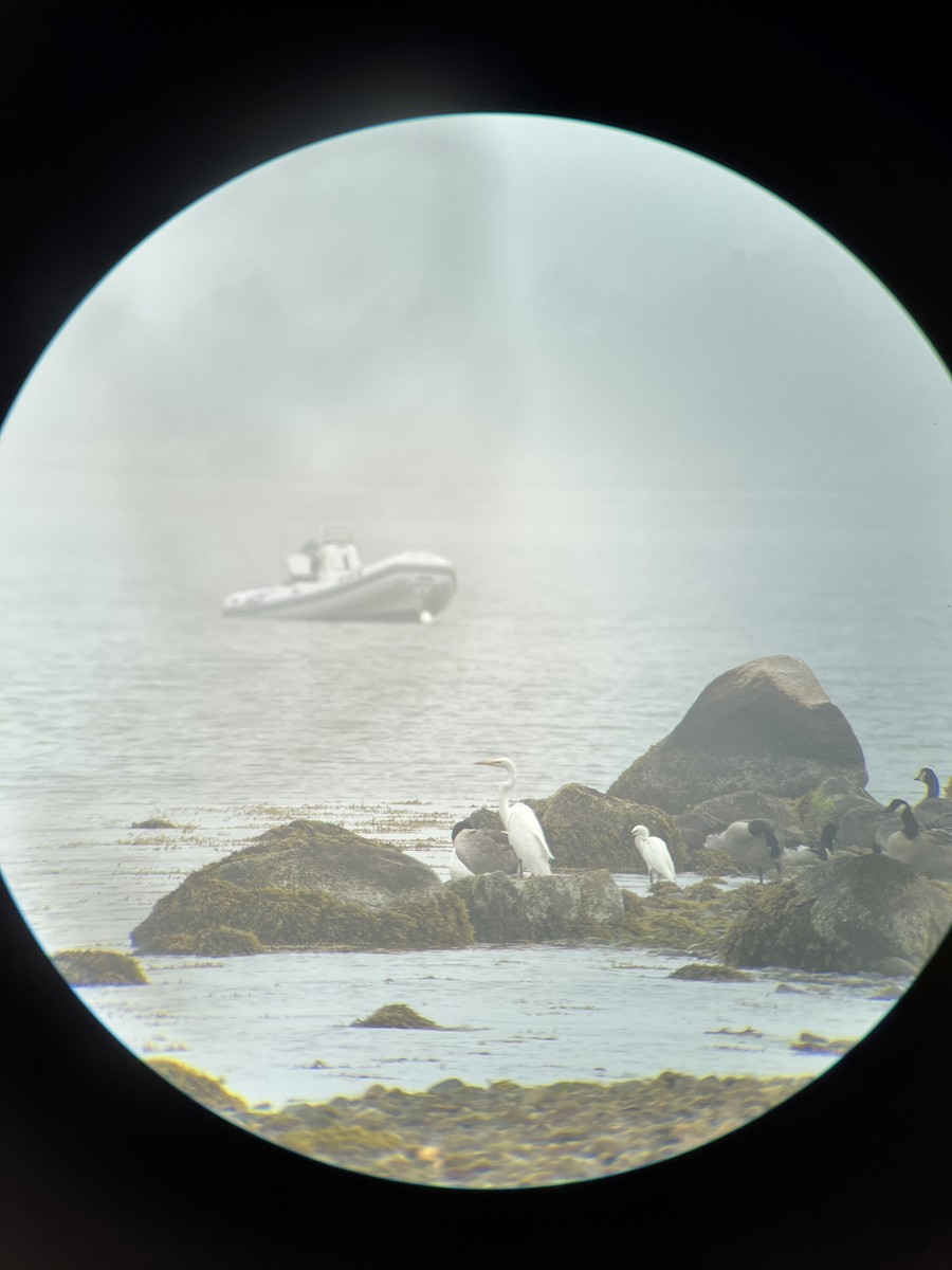 eBird Checklist - 25 Jun 2023 - Nantucket--UMass Field Station - 30 species