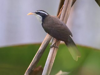 Indian Scimitar-Babbler - Pomatorhinus horsfieldii - Birds of the World
