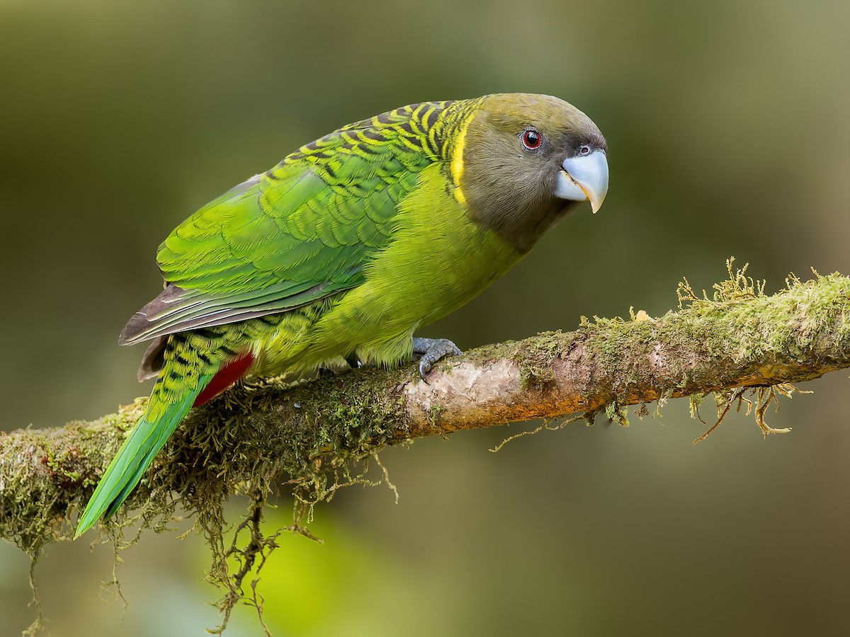 Brehm's Tiger-Parrot - Psittacella brehmii - Birds of the World