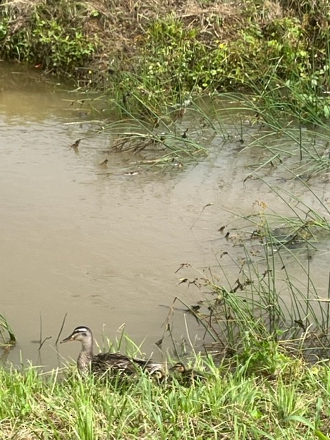 eBird Checklist - 25 Jun 2023 - Alpha "Hot Rod Heaven" neighborhood KY ...