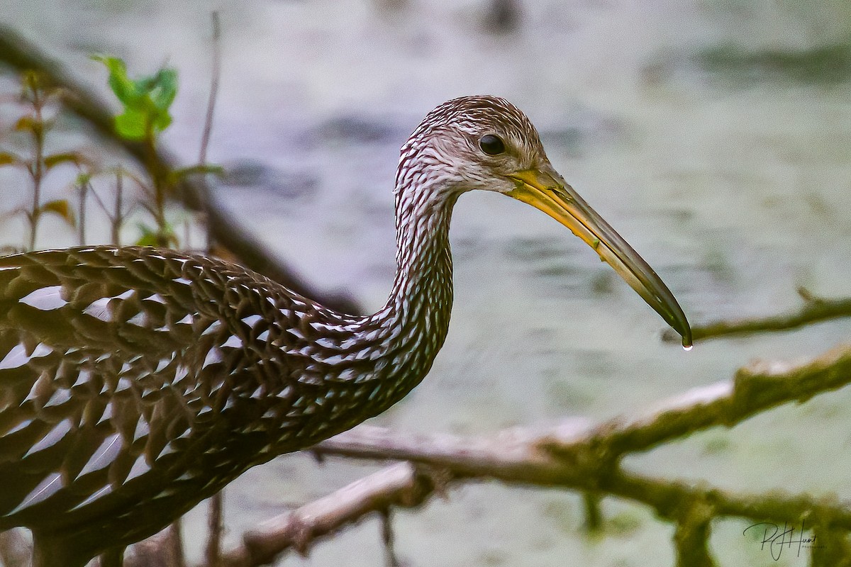 ML588226411 - Limpkin - Macaulay Library
