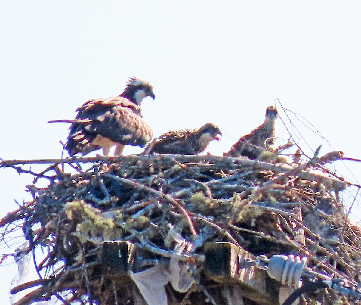 eBird Checklist - 25 Jun 2023 - Willamette Mill Site Osprey Nest - 3 ...