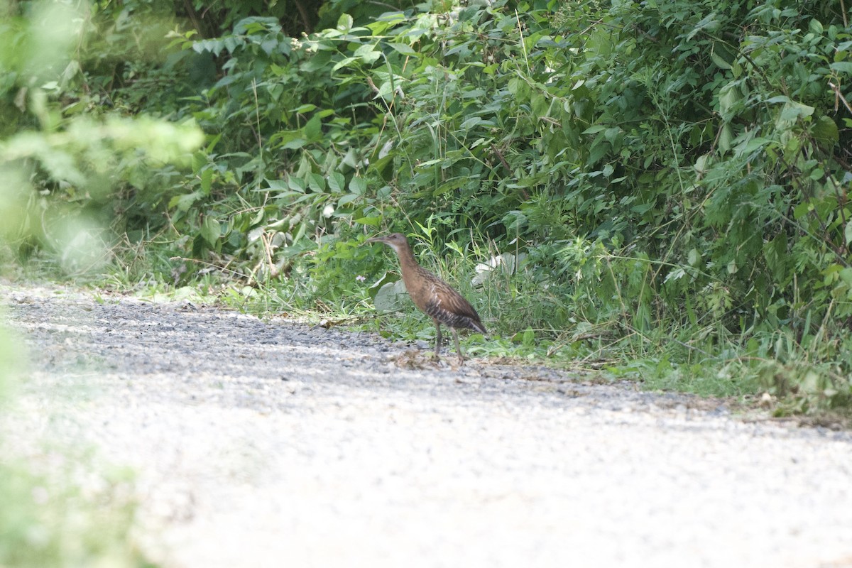 eBird Checklist - 25 Jun 2023 - John Heinz NWR--impoundment (Philadelphia Co.) - 30 species (+1 ...