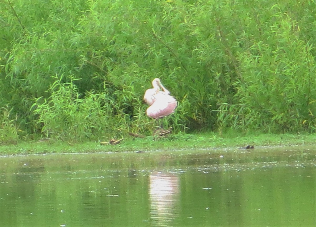 eBird Checklist - 24 Jun 2023 - Clover Lake - 4 species