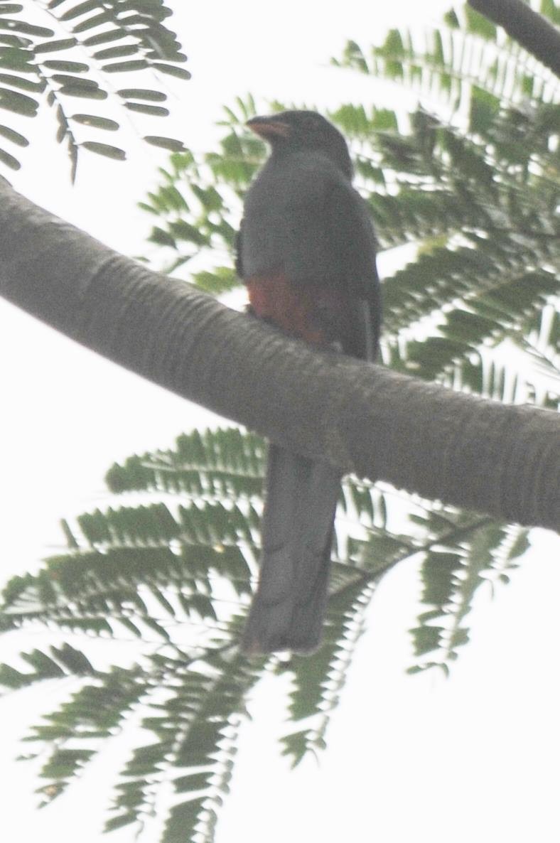 eBird Checklist - 19 Feb 2011 - Machaca Hill--Rio Grande - 13 species