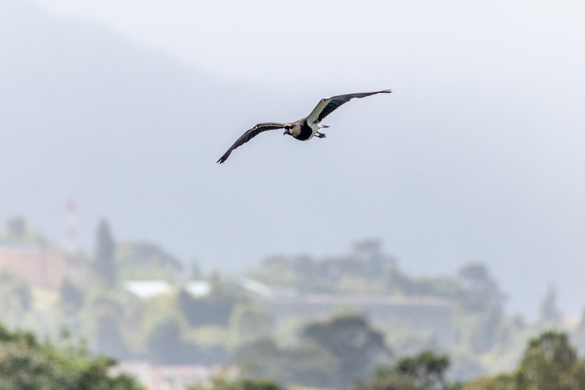 eBird Checklist - 25 Jun 2023 - Humedal Tibabuyes o Juan Amarillo ...