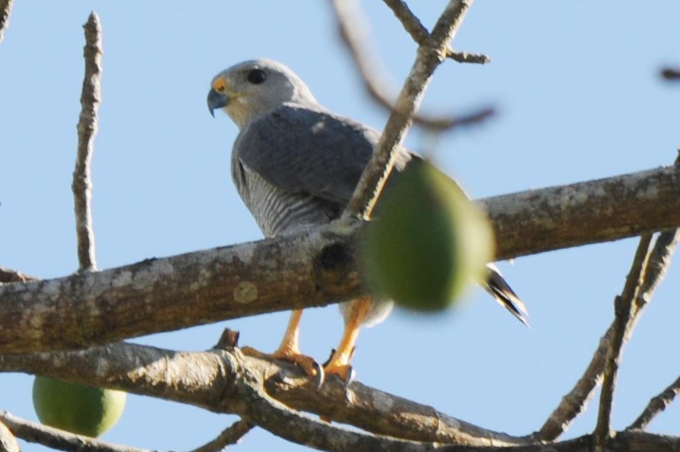 eBird Checklist - 20 Feb 2011 - Machaca Hill--Rio Grande - 10 species