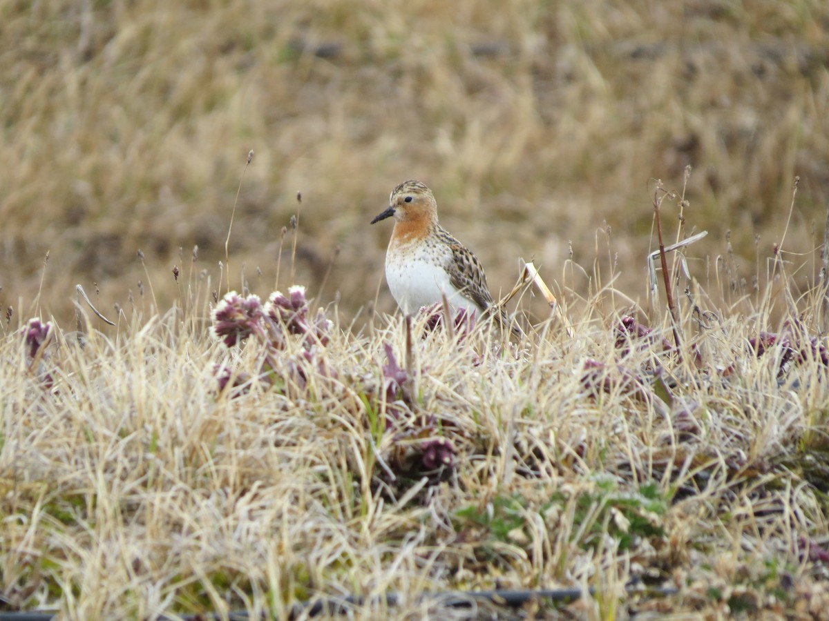 eBird Checklist - 19 Jun 2023 - Utqiaġvik--Naval Arctic Research Lab ...