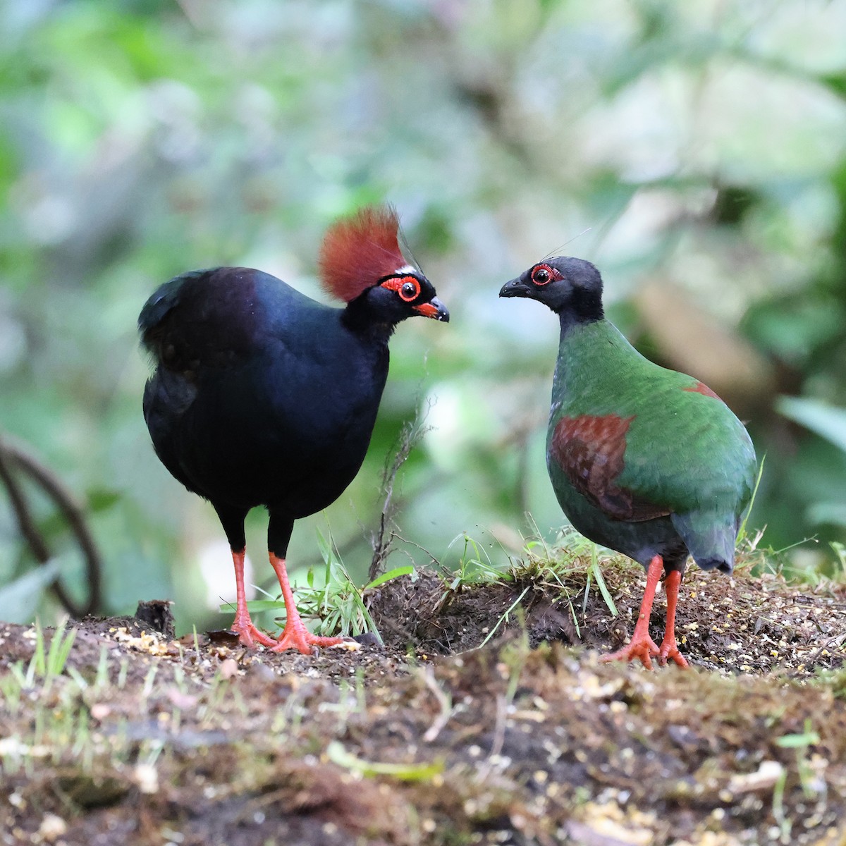 eBird Malaysia Checklist - 10 Jun 2023 - Trusmadi, Sabah - 11 species