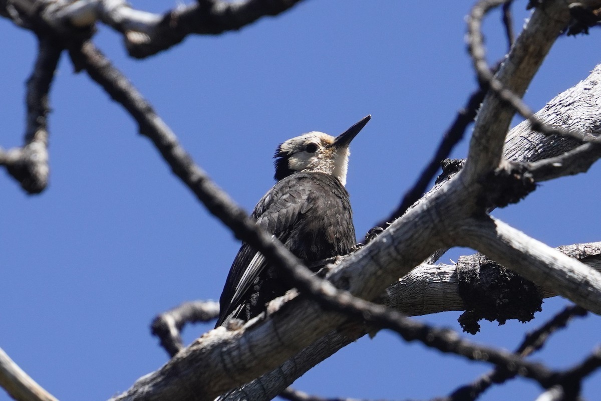 eBird Checklist - 25 Jun 2023 - Hot Springs Mountain - 36 species (+2 ...