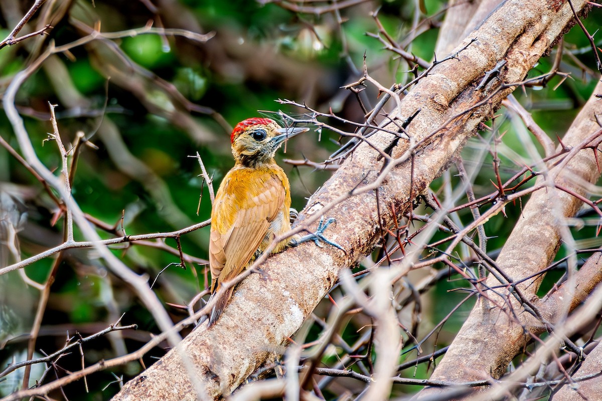 eBird Checklist - 22 Jun 2023 - Crooked Tree Wildlife Sanctuary--Bird's ...