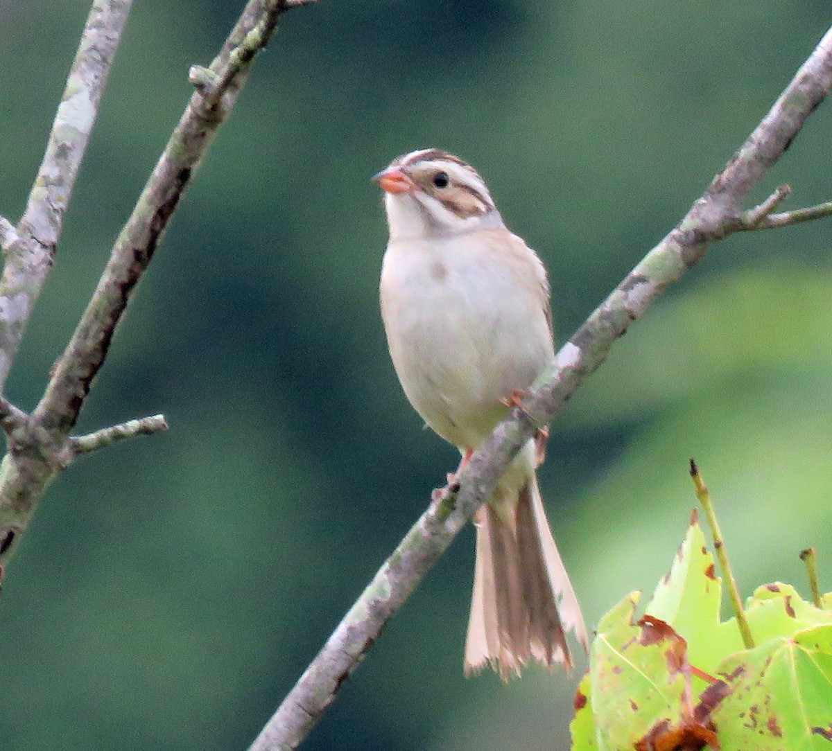 eBird Checklist - 26 Jun 2023 - Mount Pleasant Farm - Howard County ...