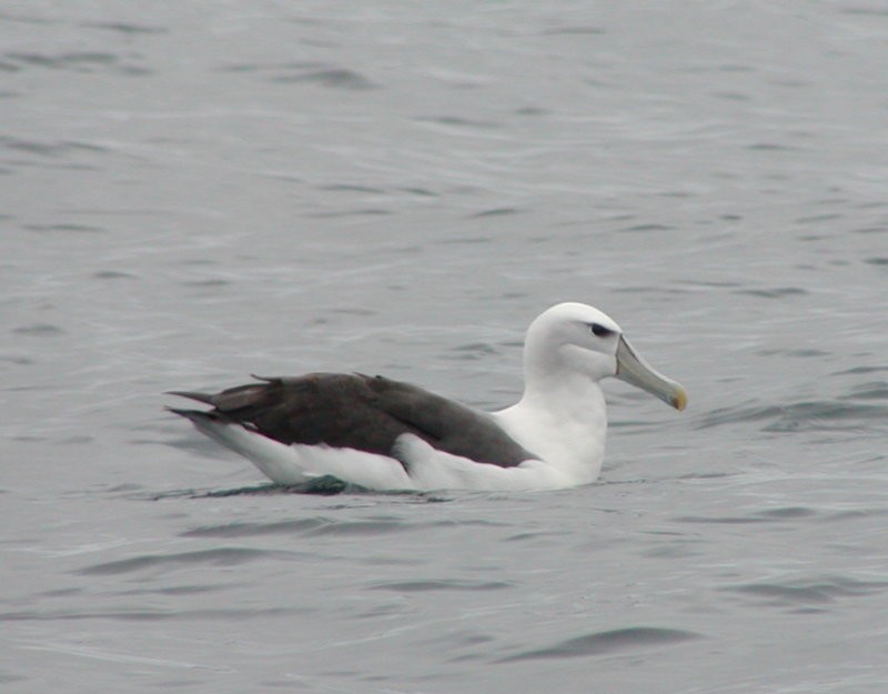 eBird Checklist - 17 Jan 1999 - Kaikoura--offshore--Albatross Encounter ...