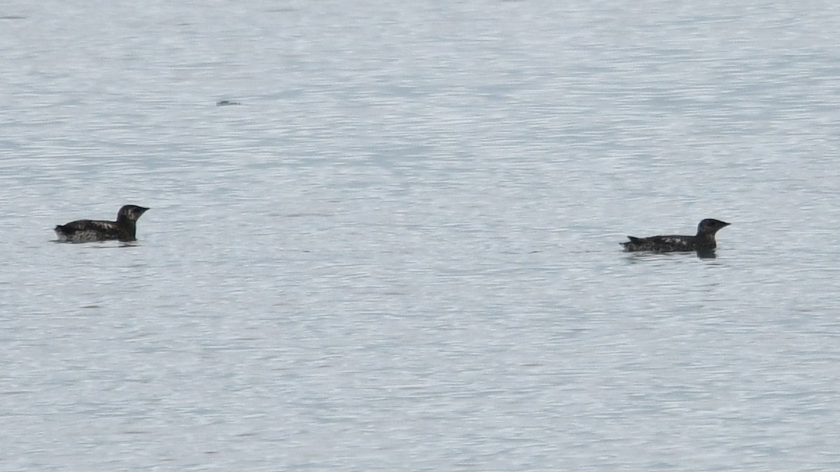 eBird Checklist - 10 Jun 2023 - Kenai Fjords NP--Aialik Bay - 9 species