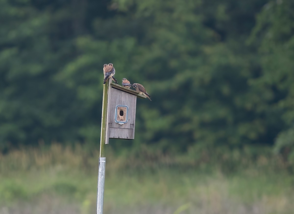 eBird Checklist - 26 Jun 2023 - Pole Farm (Mercer County Park NW) - 35 ...