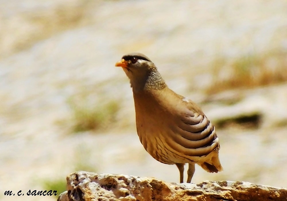 eBird Checklist - 4 Jun 2023 - Birecik - 13 species