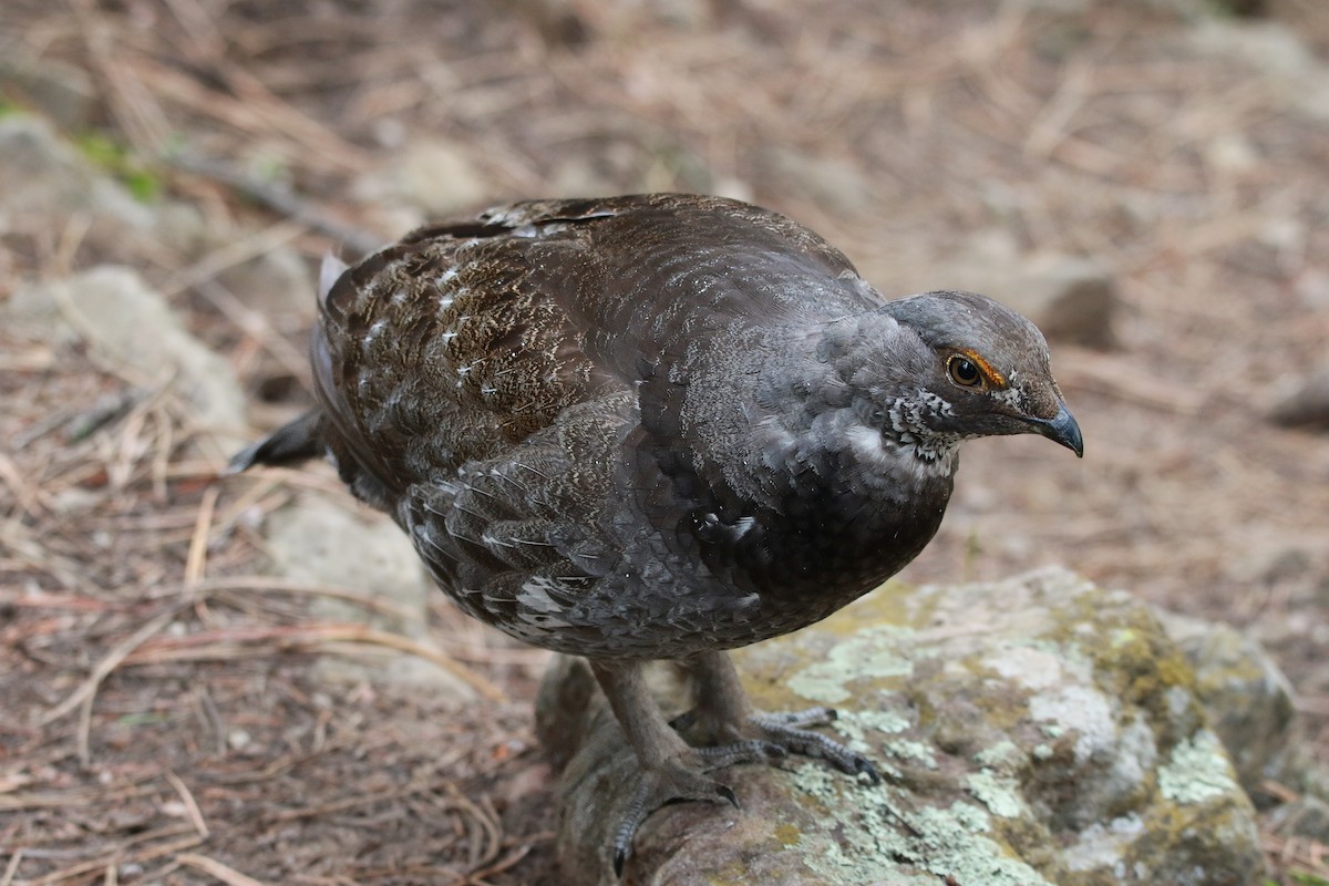 eBird Checklist - 20 Jun 2023 - White Ranch Park--Upper Trails - 36 species