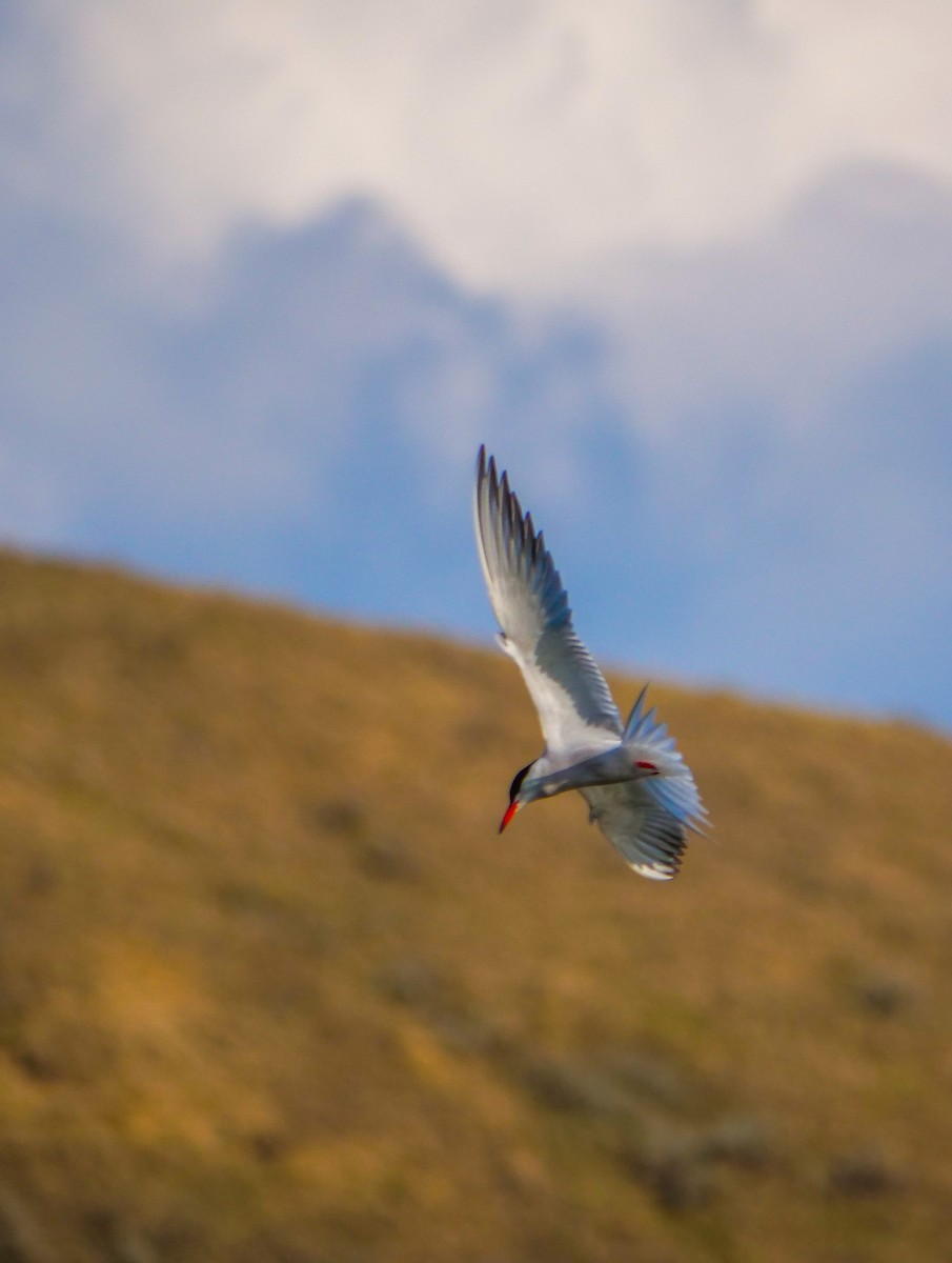 eBird Checklist - 26 Jun 2023 - Medicine Hat--Police Point Park - 30 ...