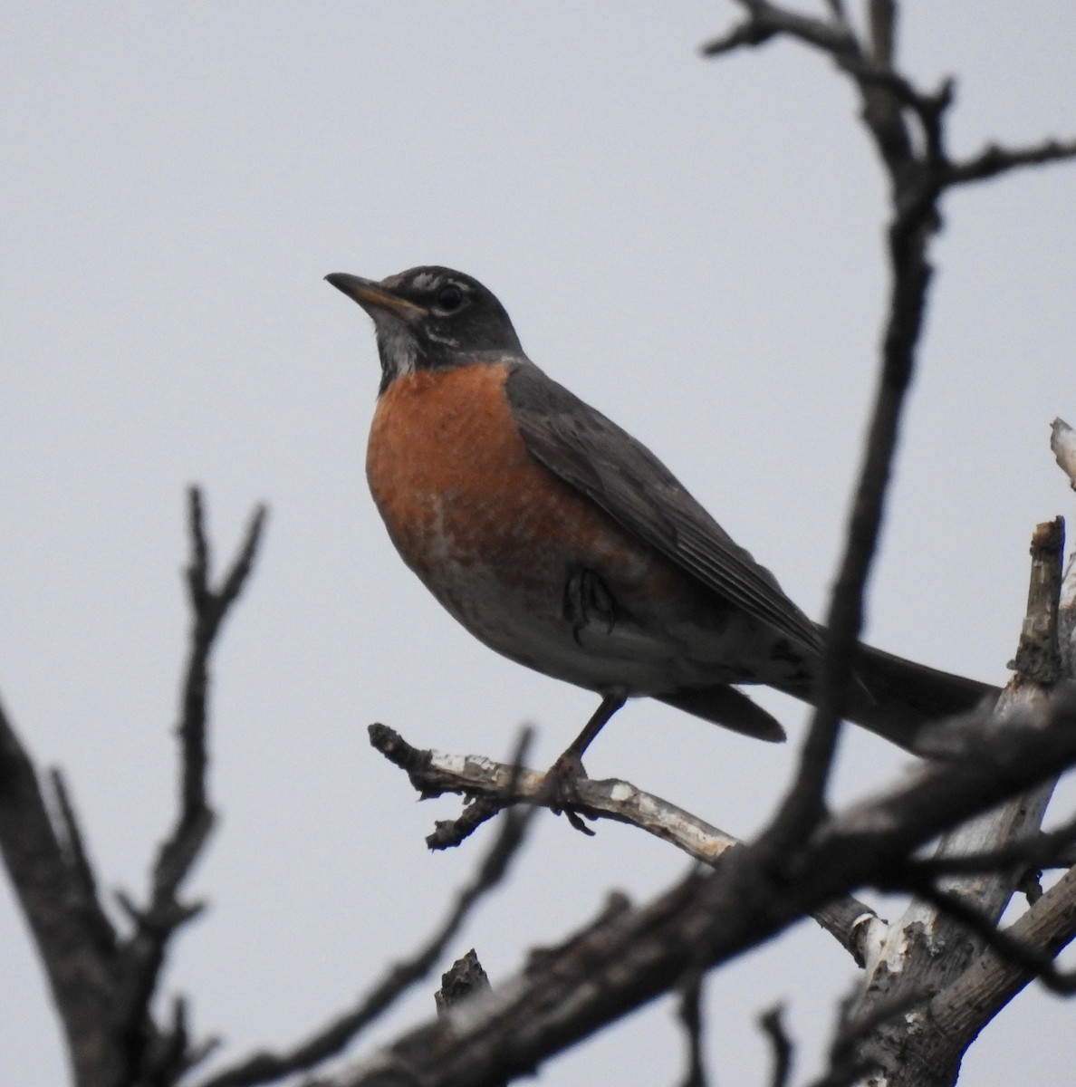 eBird Checklist - 26 Jun 2023 - Songbird Slough Forest Preserve - 24 ...