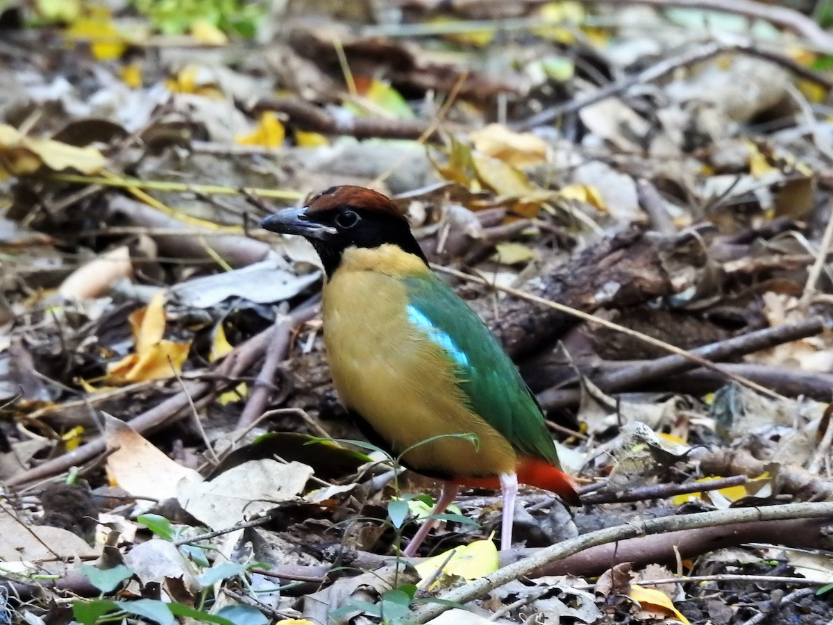 eBird Checklist - 27 Jun 2023 - Kumbartcho Sanctuary - 22 species
