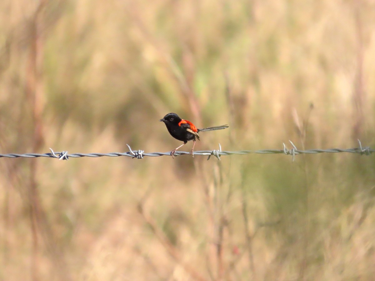 eBird Checklist - 27 Jun 2023 - Nelson Street, Fairy Bower, Queensland ...