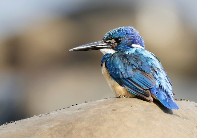 Half Collared Kingfisher