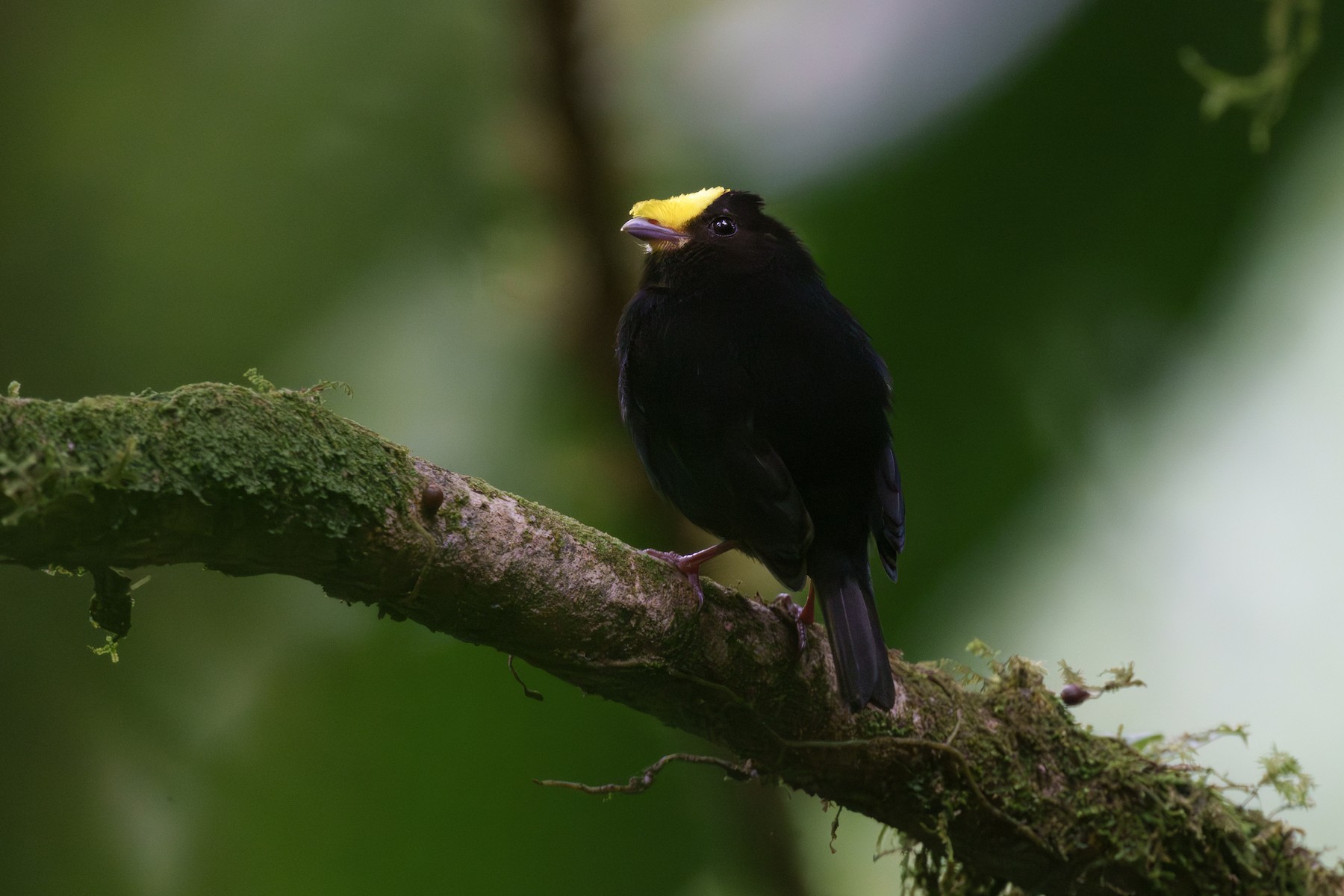 Golden-winged Manakin - eBird