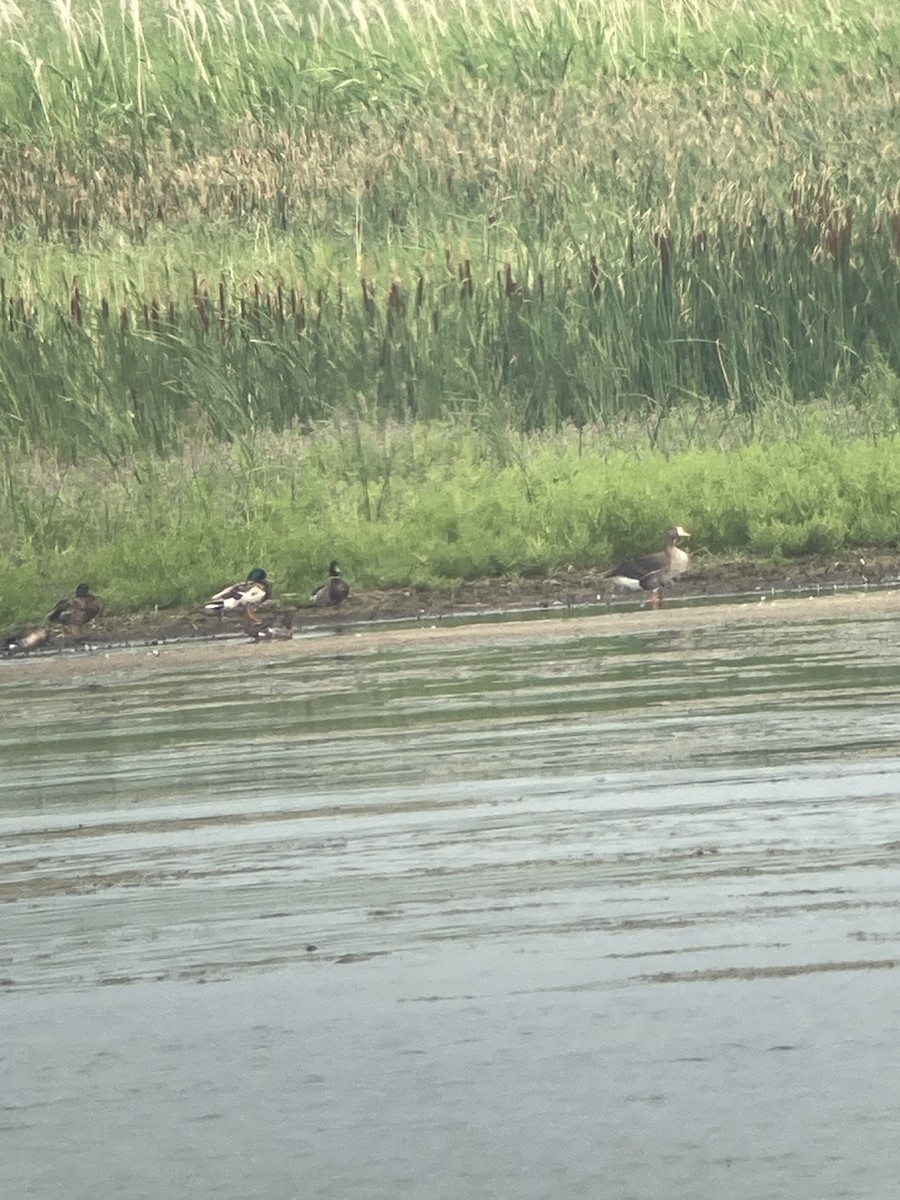 eBird Checklist - 27 Jun 2023 - Lanners WMA - 32 species (+2 other taxa)
