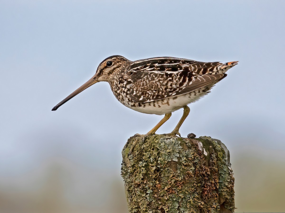 Pantanal Snipe - Gallinago paraguaiae - Birds of the World
